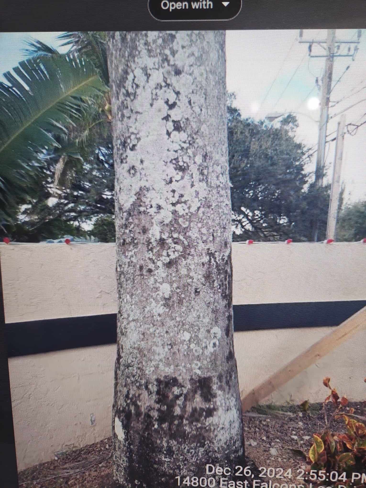 Tree Management - KAP TREE SERVICES